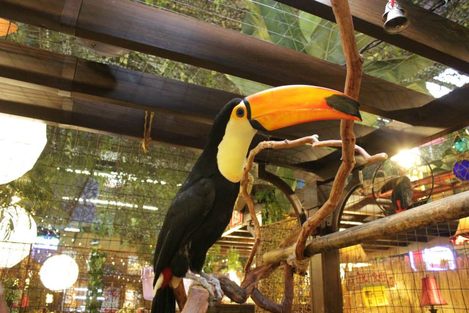 Tiki Toucan | Emerald Forest Bird Gardens